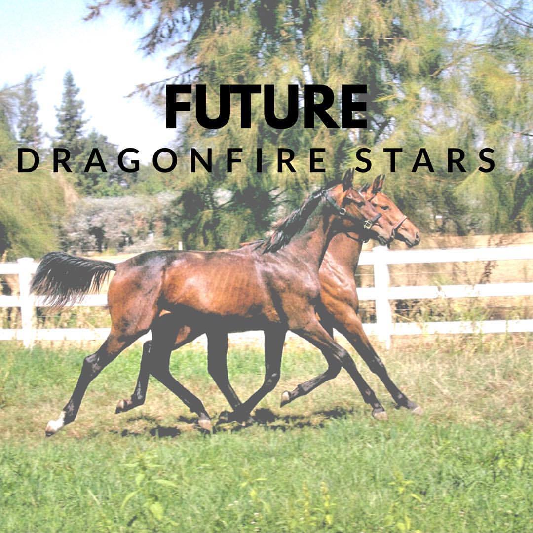 Dragonfire Farm — sport horses – eventing – training